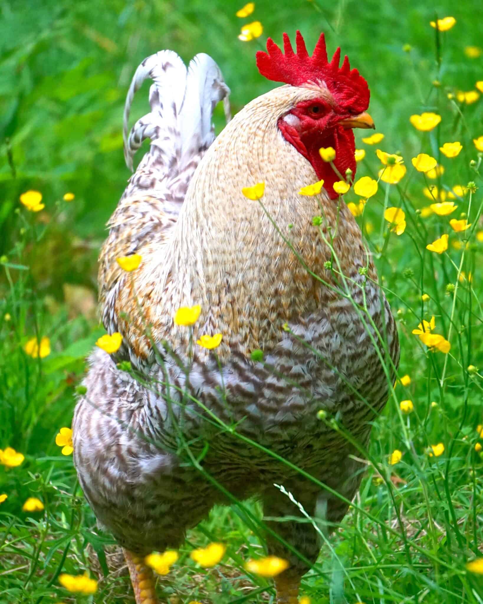 All 19 Black and White Chicken Breeds