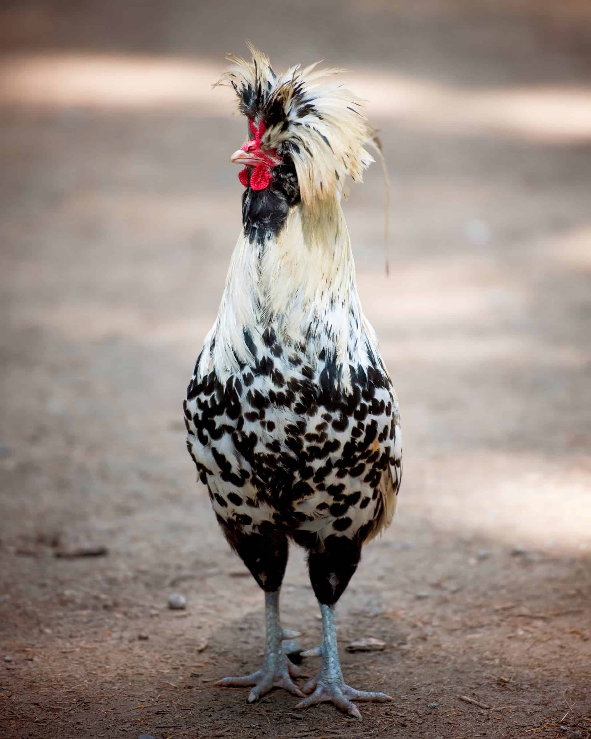 All 19 Black and White Chicken Breeds