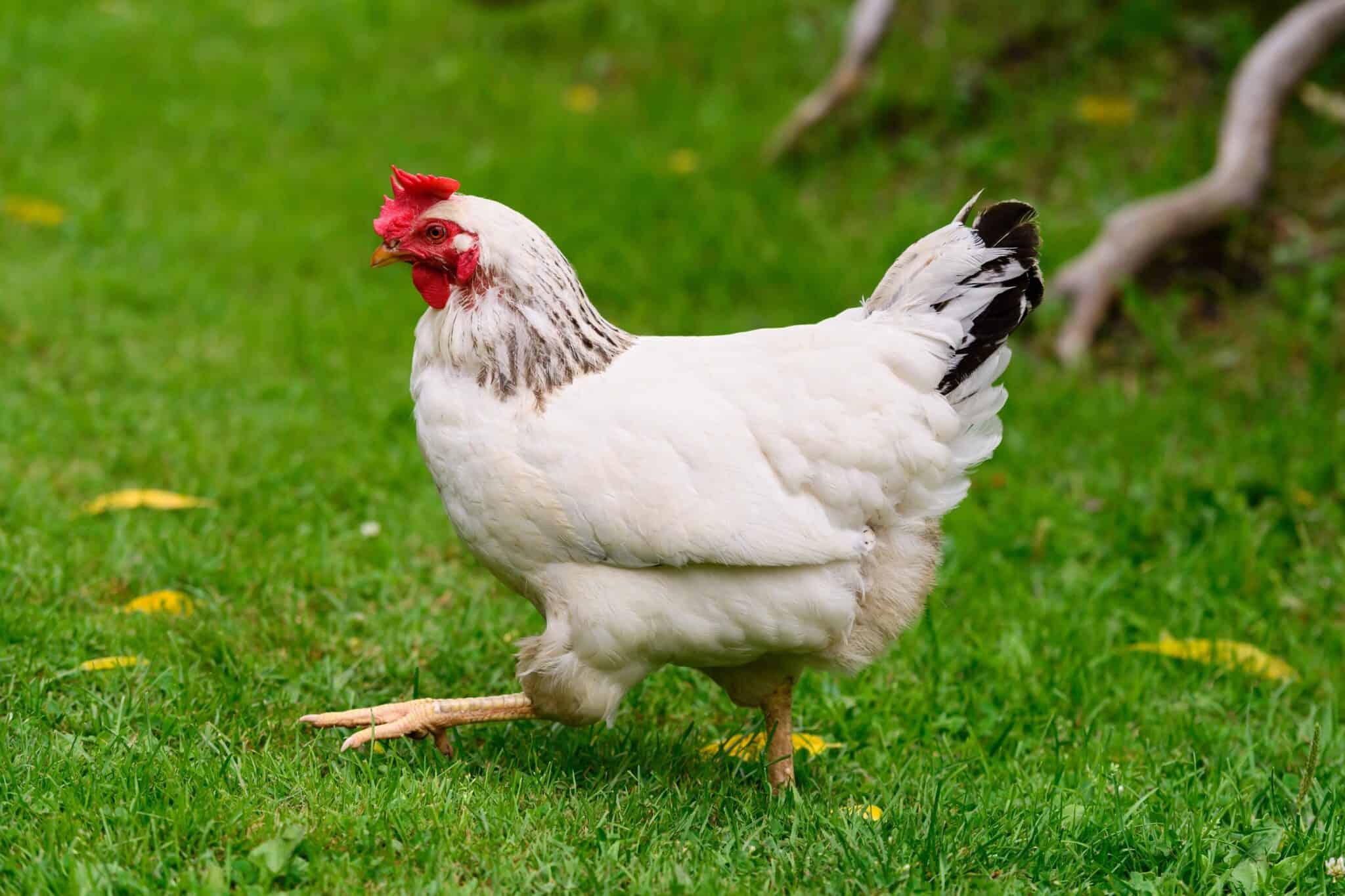 All 19 Black and White Chicken Breeds