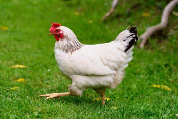 All 19 Black and White Chicken Breeds