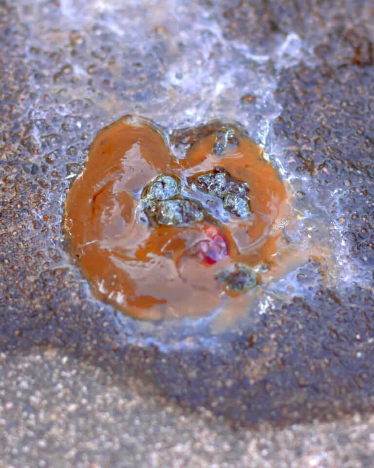 Chicken Poop Guide: Is Your Chicken's Poop Normal?