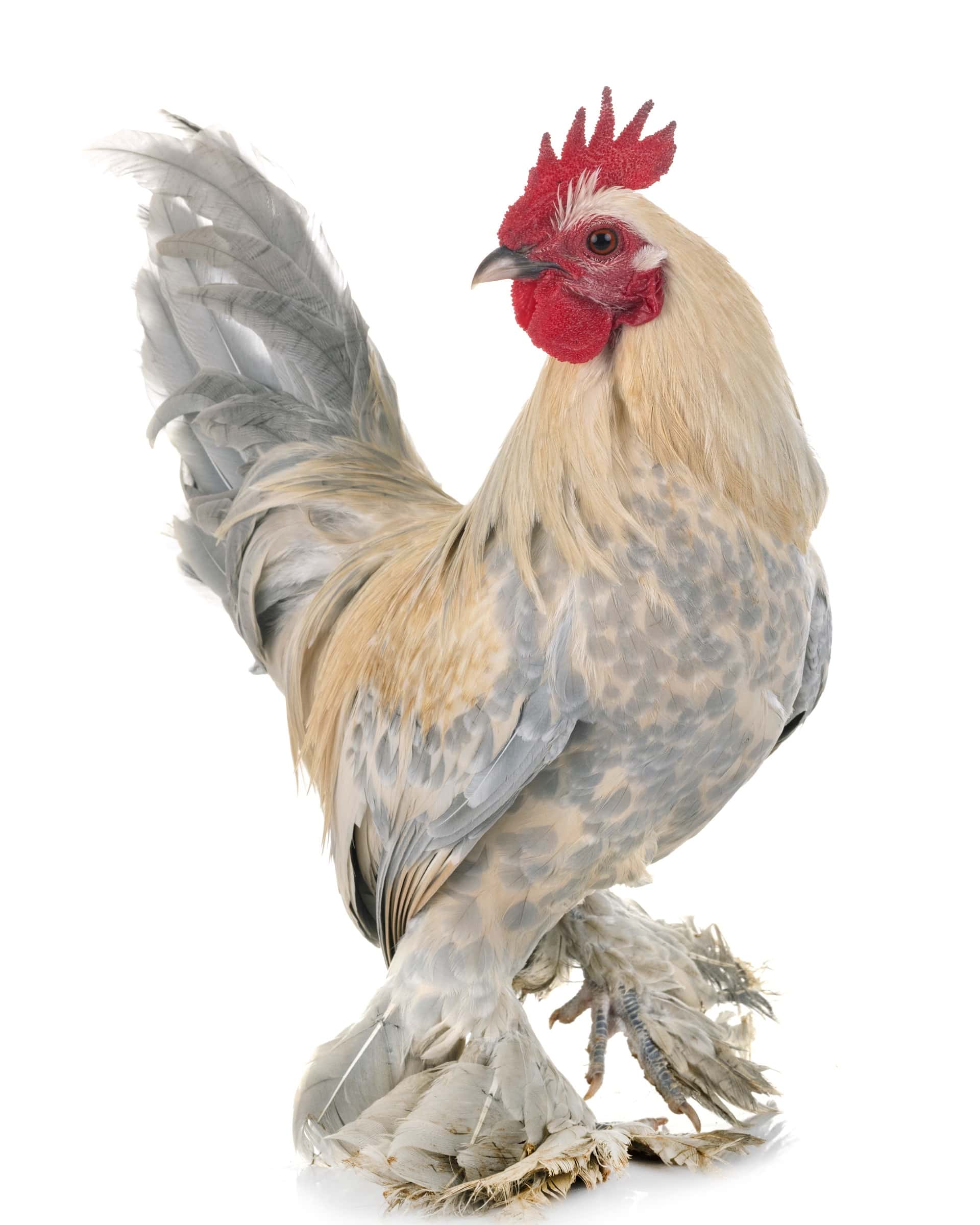 7 Chicken Breeds With Feathered Feet