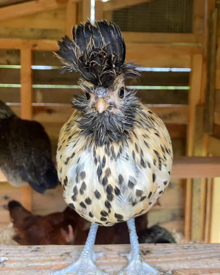 Chickens With Afros: 13 Crested Chicken Breeds