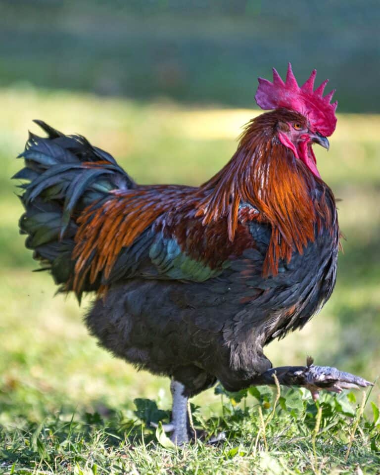 23 Popular Bantam Chicken Breeds