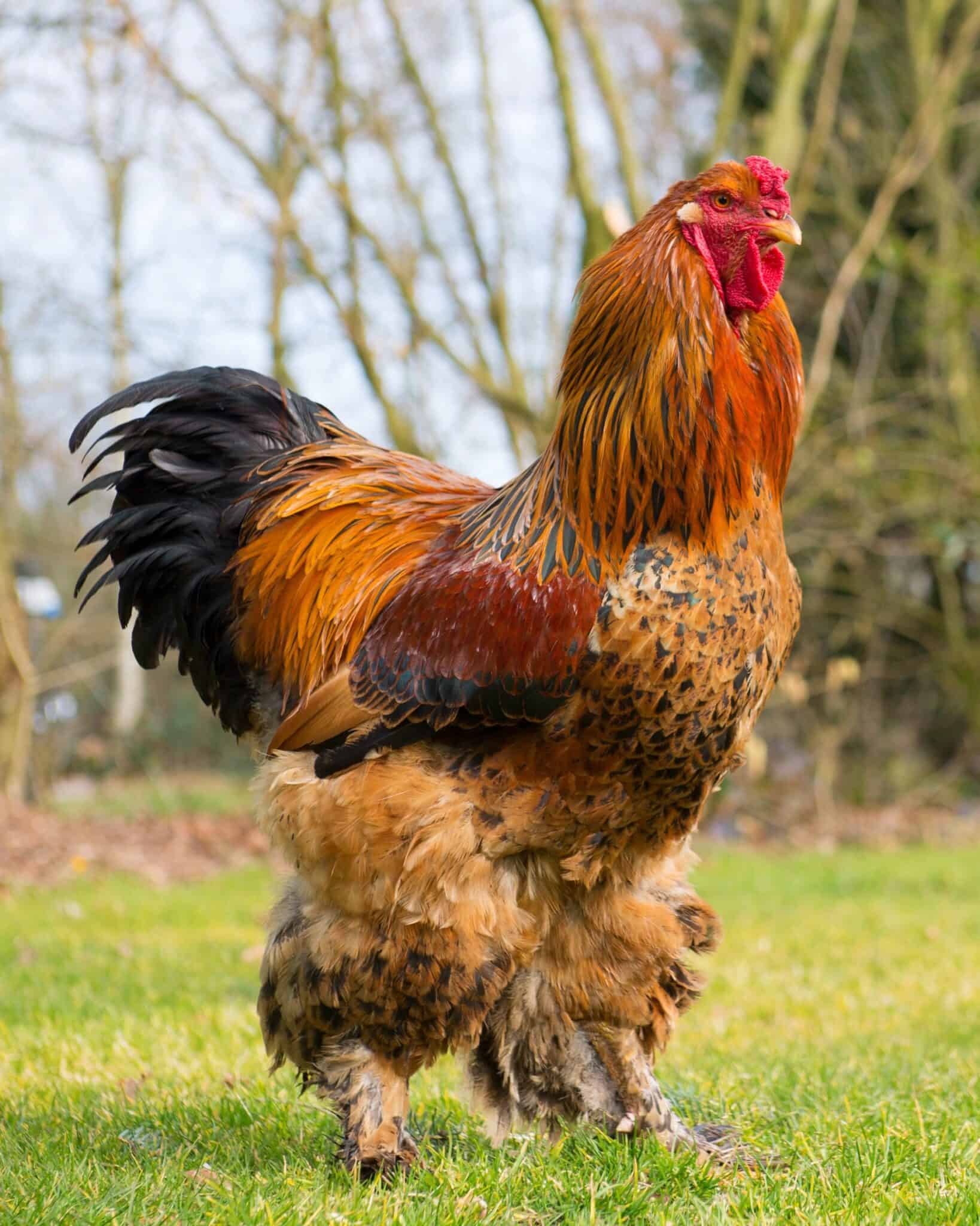21 Fluffy Chicken Breeds (With Pictures) - Daily Chickens