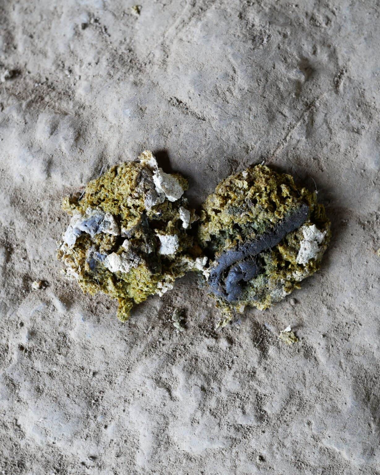 Chicken Poop Guide: Is Your Chicken's Poop Normal?