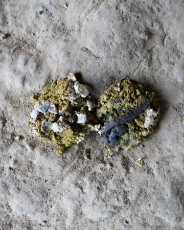 Chicken Poop Guide: Is Your Chicken's Poop Normal?