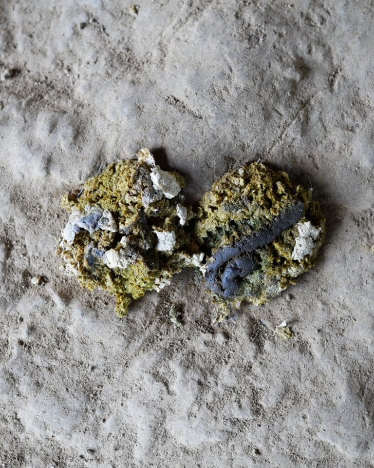 Chicken Poop Guide: Is Your Chicken's Poop Normal?