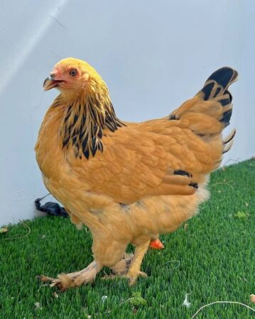 19 Small Chicken Breeds: Ranked by Size