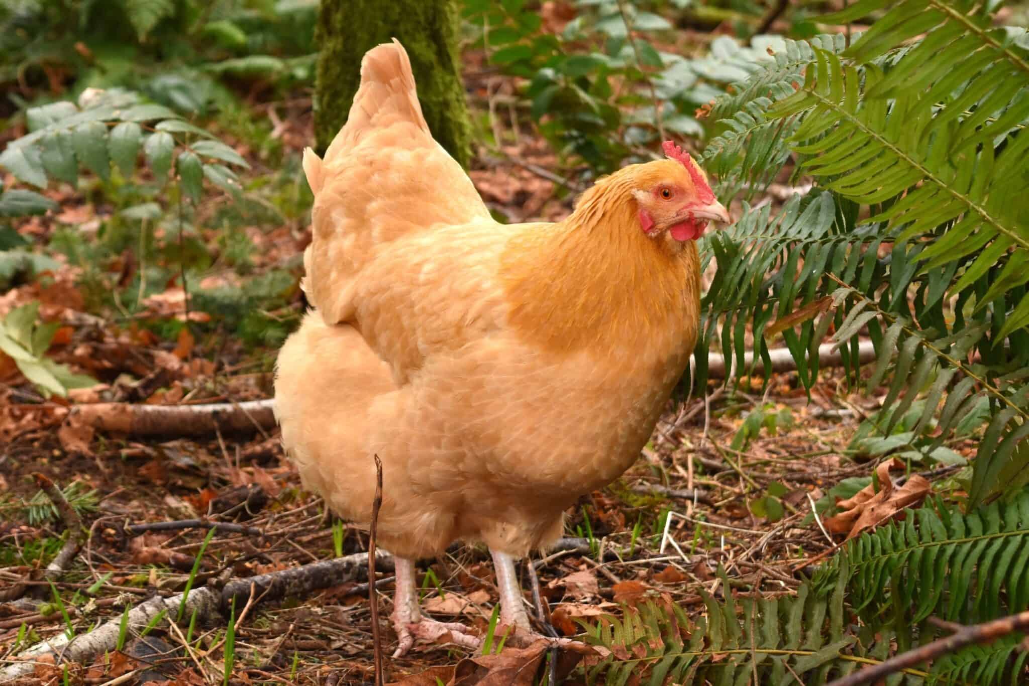 Buff Orpington Chickens: Everything You Need to Know