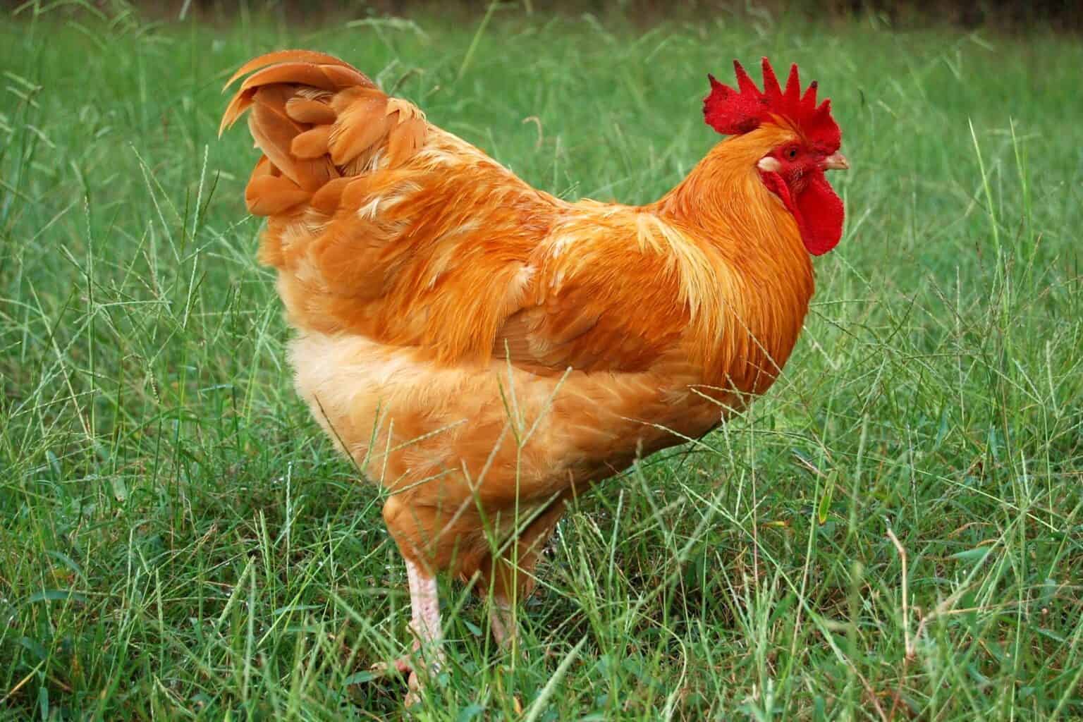 Buff Orpington Chickens: Everything You Need to Know
