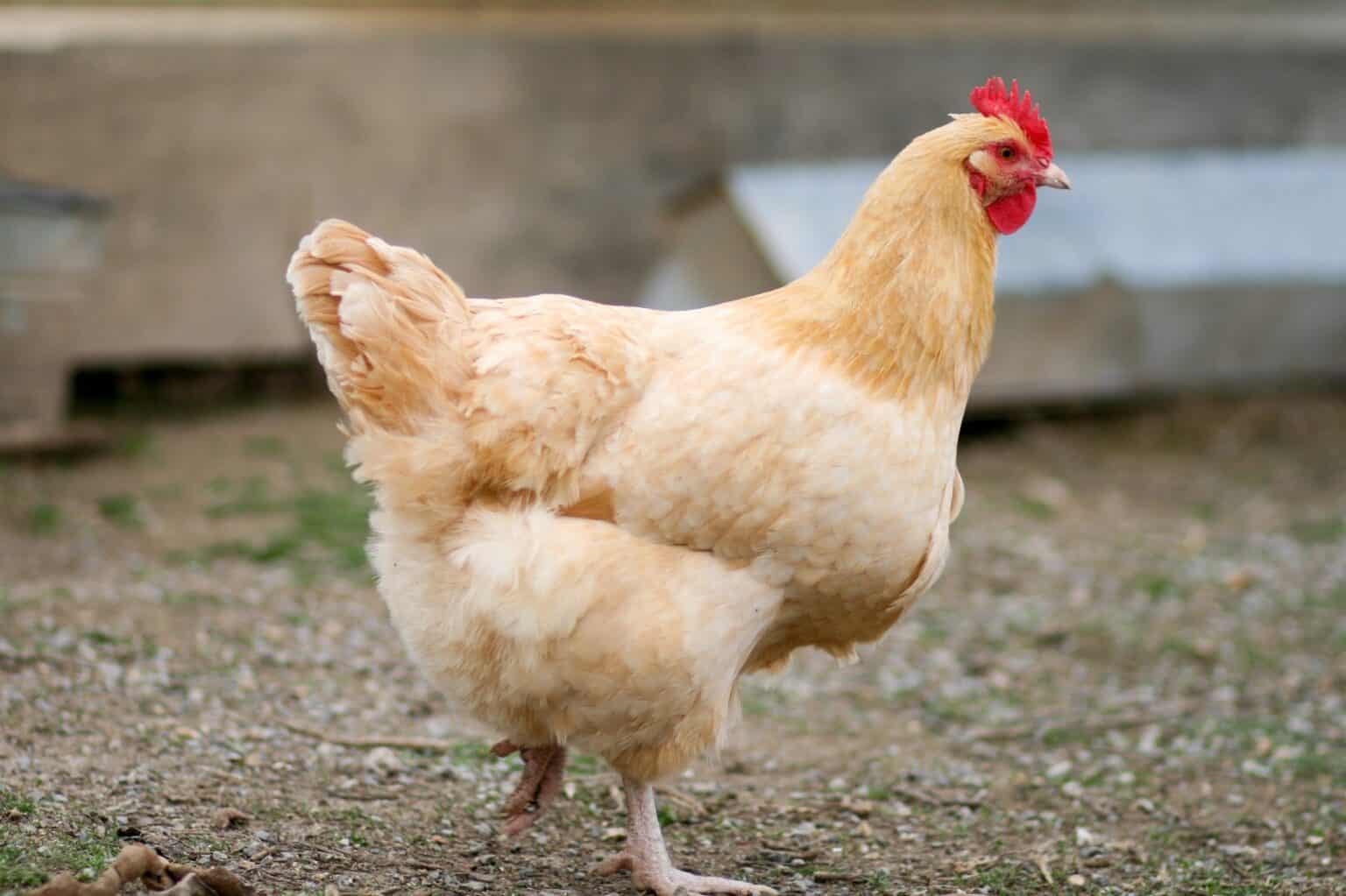 Buff Orpington Chickens: Everything You Need to Know