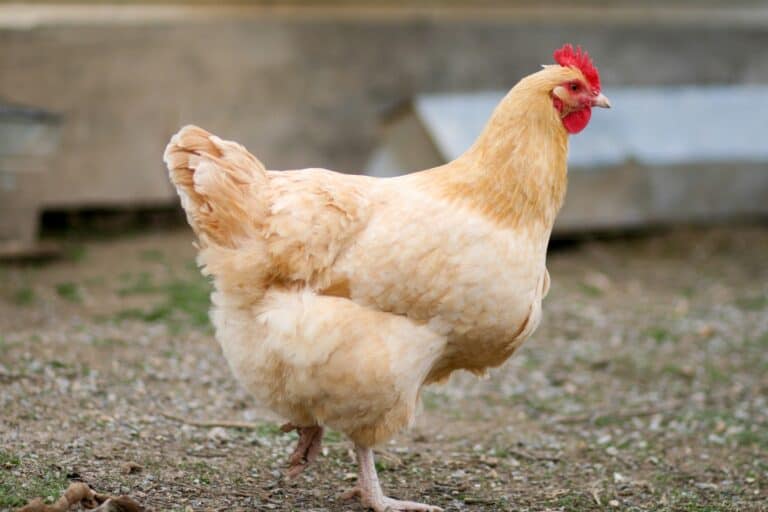 Buff Orpington Chickens: Everything You Need to Know