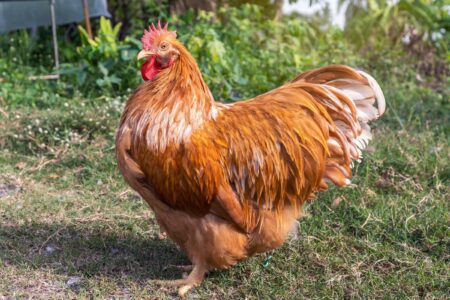Buff Orpington Chickens: Everything You Need to Know