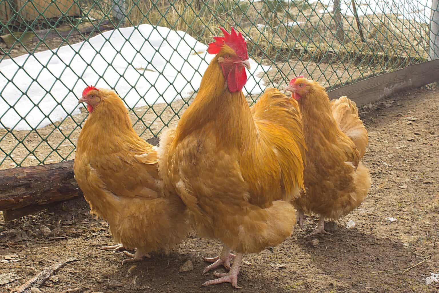 Buff Orpington Chickens: Everything You Need to Know