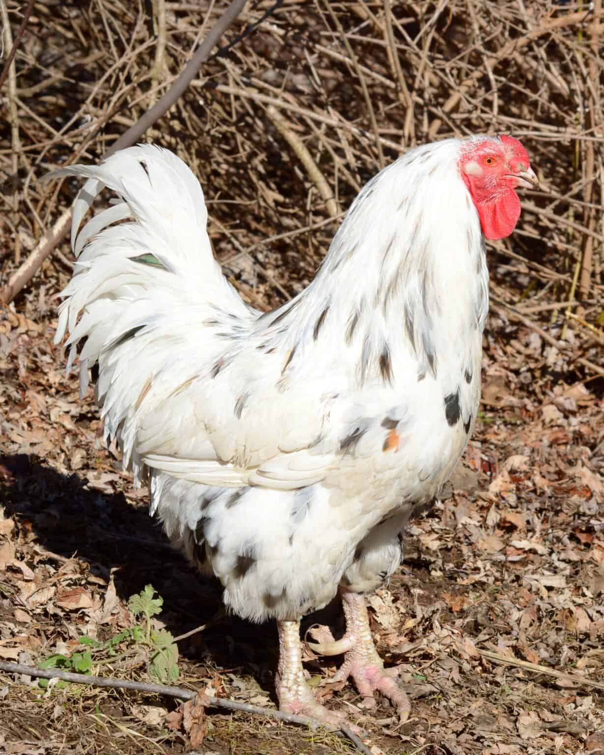 21 Fluffy Chicken Breeds (With Pictures) - Daily Chickens