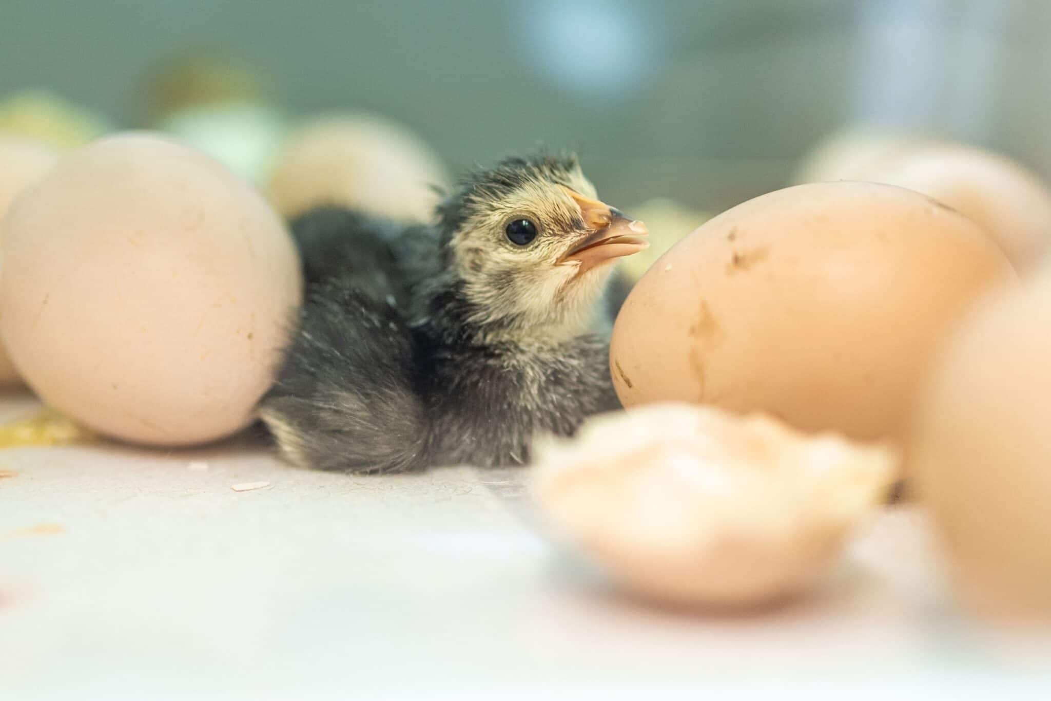 Hatching Chicken Eggs: A Step-by-Step Beginner’s Guide