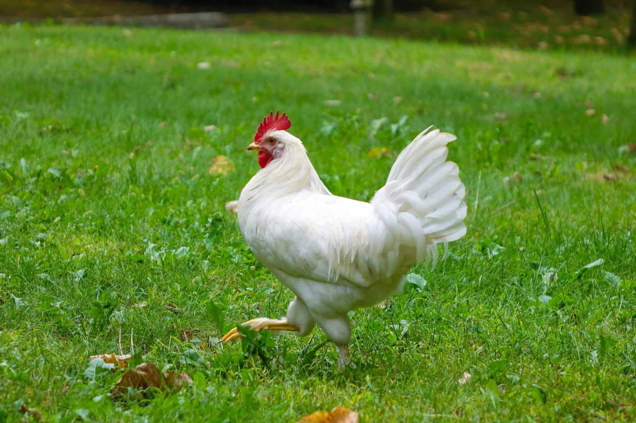 12 Common Chicken Sounds and What They Mean