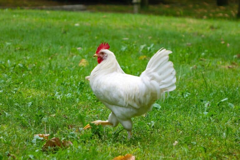 12 Common Chicken Sounds and What They Mean