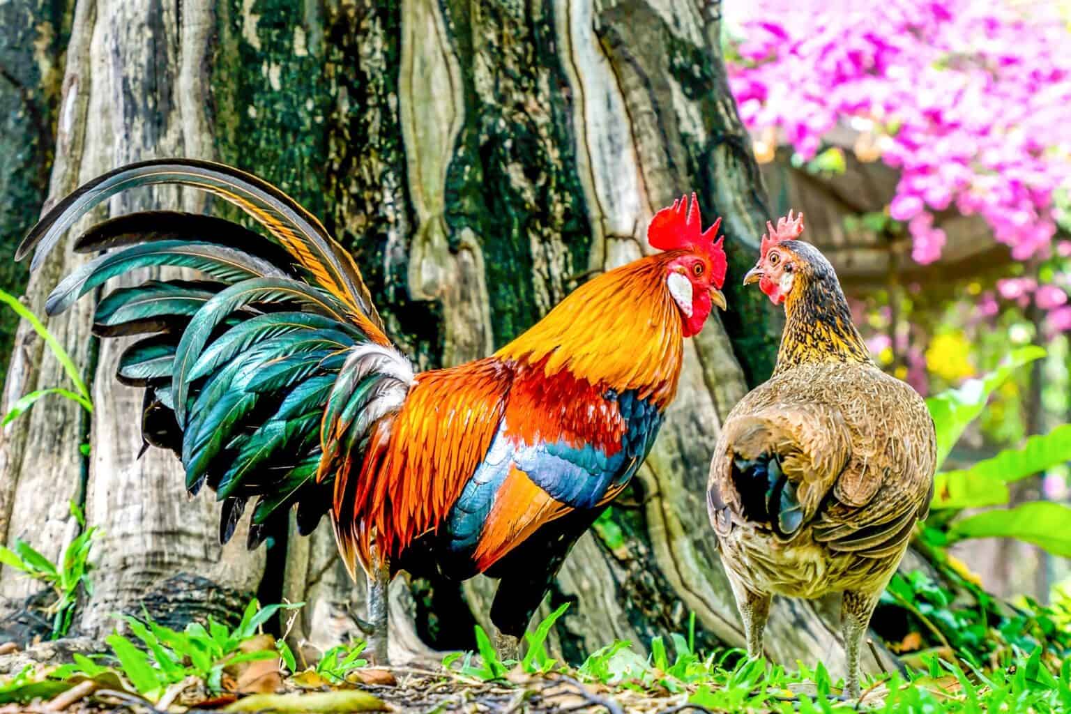 How Do Roosters Fertilize Eggs? (A Complete Guide)