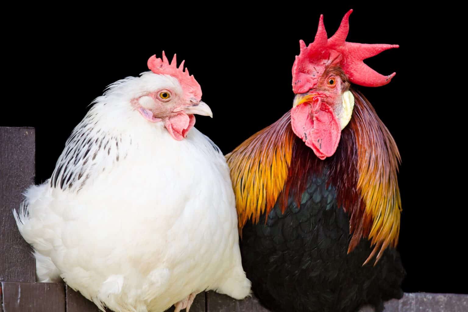 How Do Roosters Fertilize Eggs? (A Complete Guide)