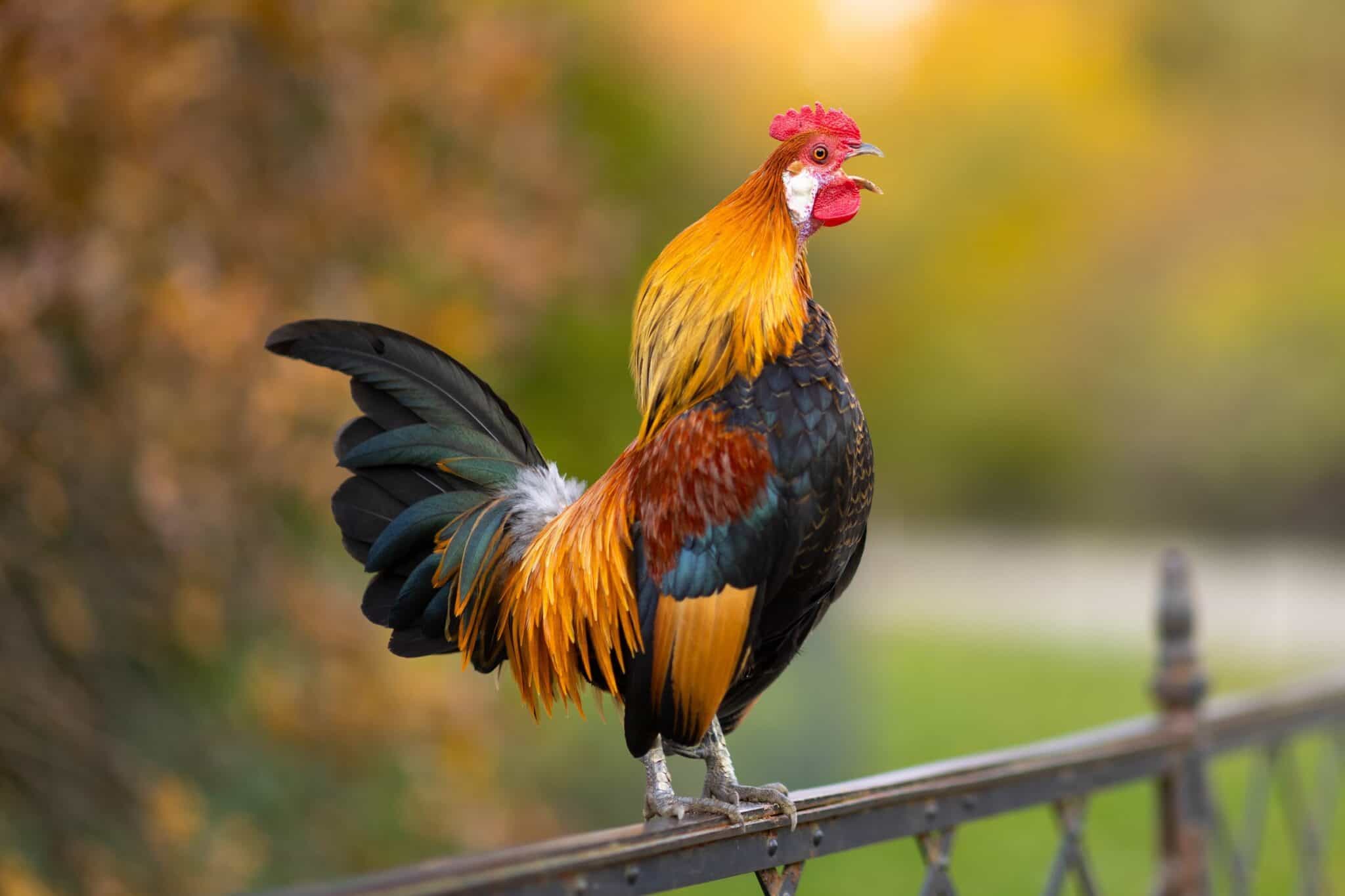 12 Common Chicken Sounds and What They Mean