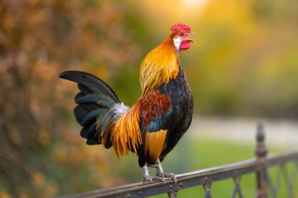 12 Common Chicken Sounds and What They Mean