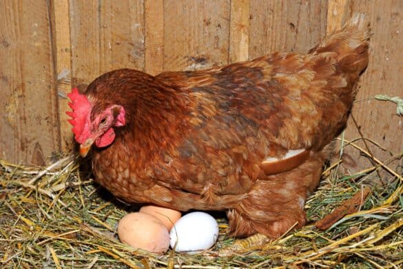 How Do Roosters Fertilize Eggs? (A Complete Guide)