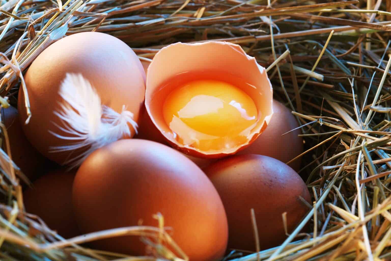 How Do Roosters Fertilize Eggs? (A Complete Guide)
