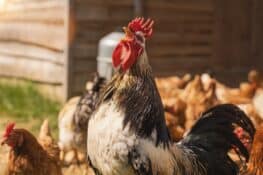12 Common Chicken Sounds and What They Mean