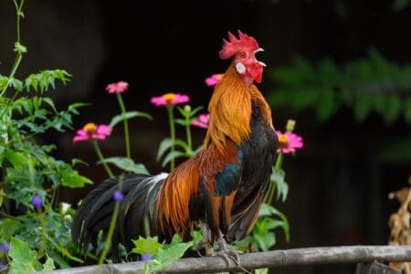 12 Common Chicken Sounds and What They Mean