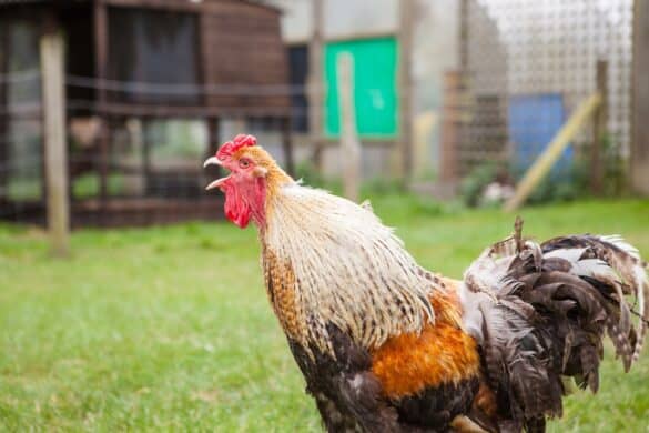 12 Common Chicken Sounds and What They Mean