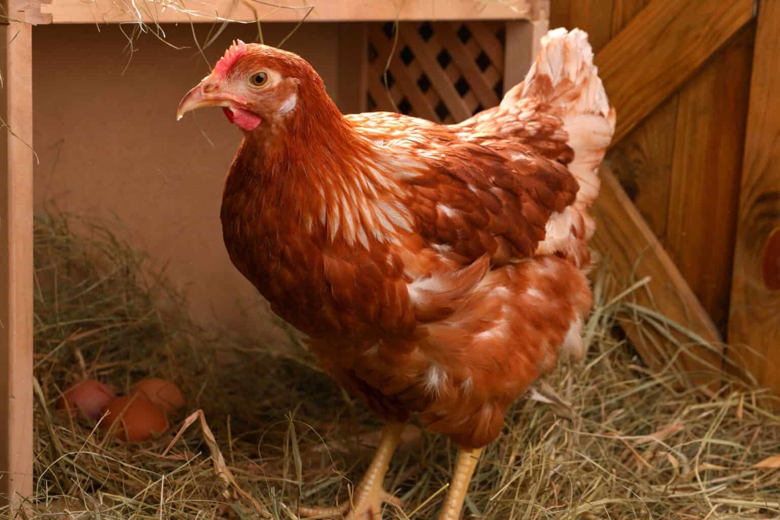 Chicken Nesting Box Size: Your Ultimate Guide!