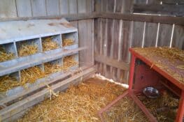 Chicken Nesting Box Size: Your Ultimate Guide!