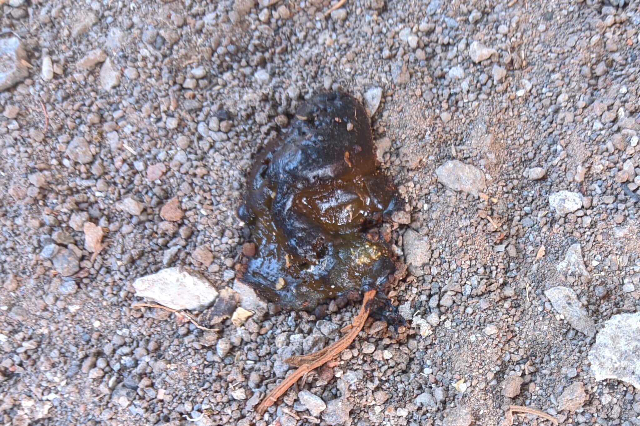 Chicken Poop Guide: Is Your Chicken's Poop Normal?