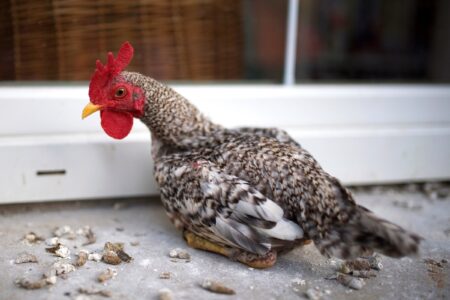 Chicken Poop Guide: Is Your Chicken's Poop Normal?