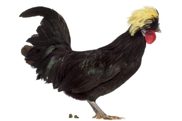 Chicken Poop Guide: Is Your Chicken's Poop Normal?