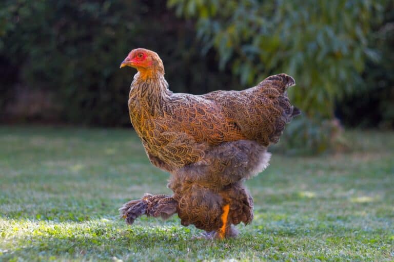 12 Common Chicken Sounds and What They Mean