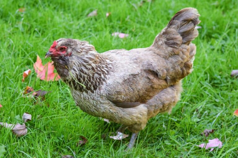 12 Chicken Breeds That Lay Green Eggs