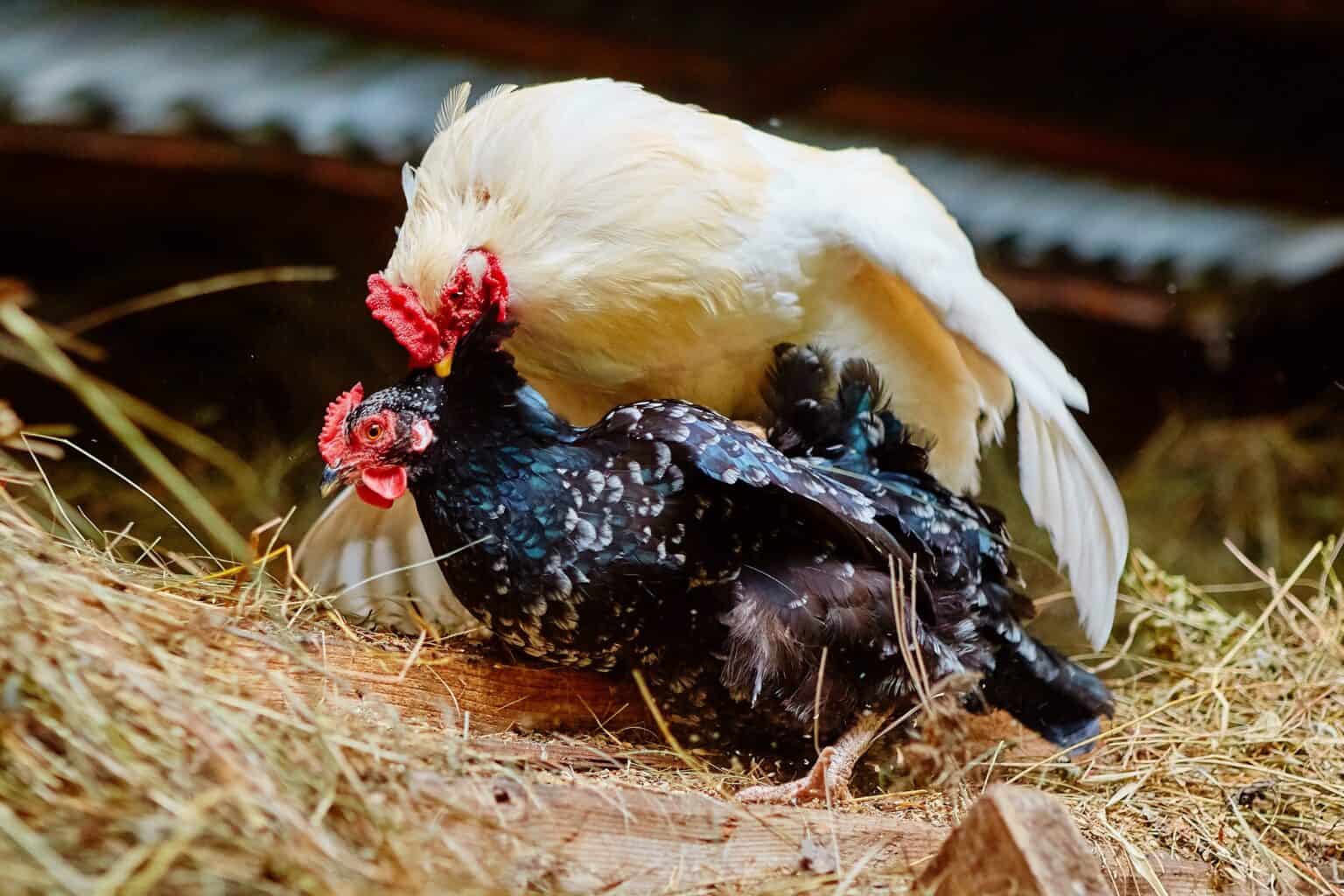 How Do Roosters Fertilize Eggs? (A Complete Guide)