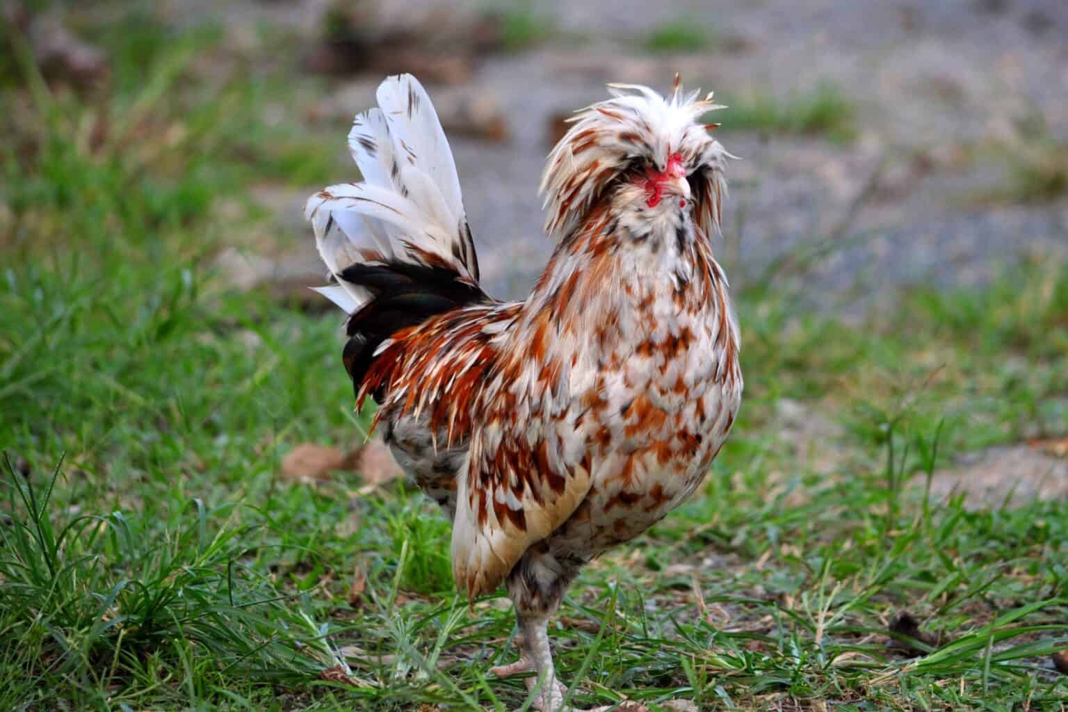 Chickens With Afros: 13 Crested Chicken Breeds