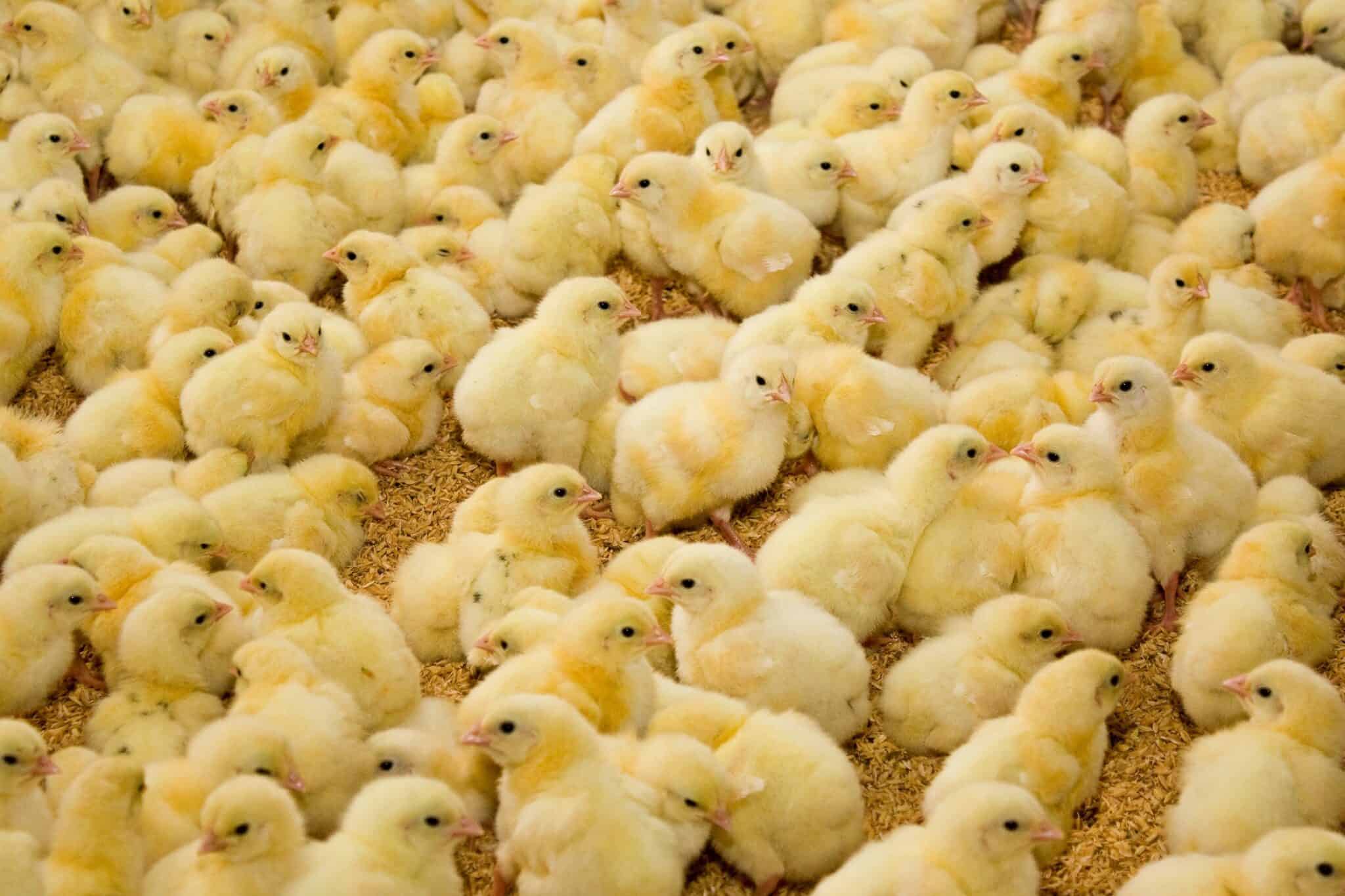 12 Common Chicken Sounds and What They Mean