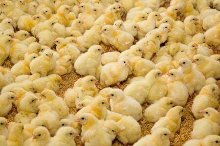 12 Common Chicken Sounds and What They Mean