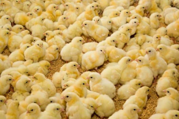 12 Common Chicken Sounds and What They Mean