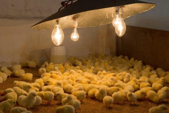 How Long Do Chicks Need a Heat Lamp? (A Complete Guide)