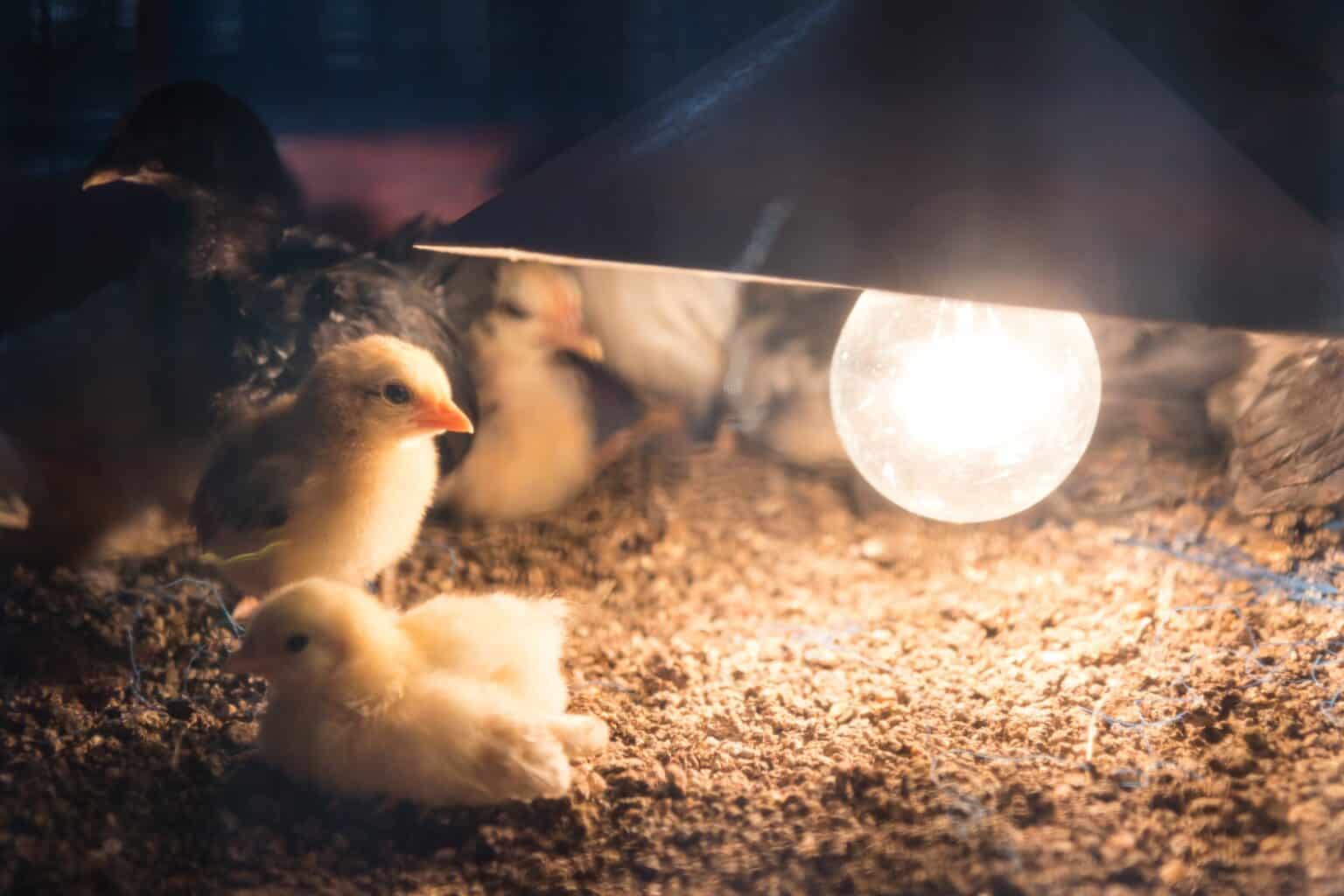 How Long Do Chicks Need a Heat Lamp? (A Complete Guide)