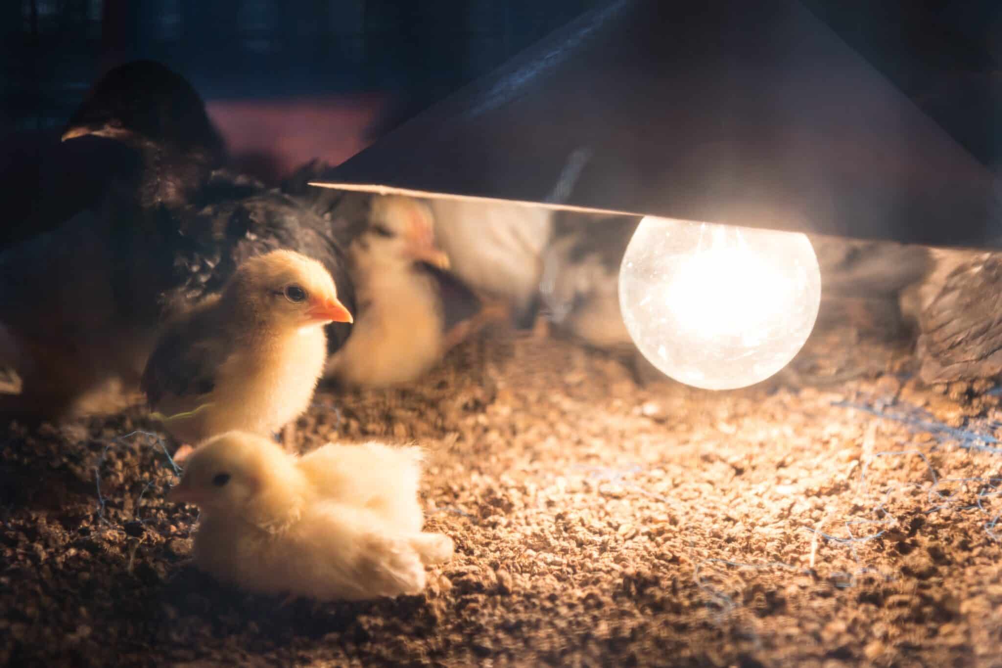 How Long Do Chicks Need a Heat Lamp? (A Complete Guide)