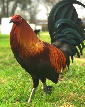 21 Best Fighting Rooster and Gamefowl Breeds