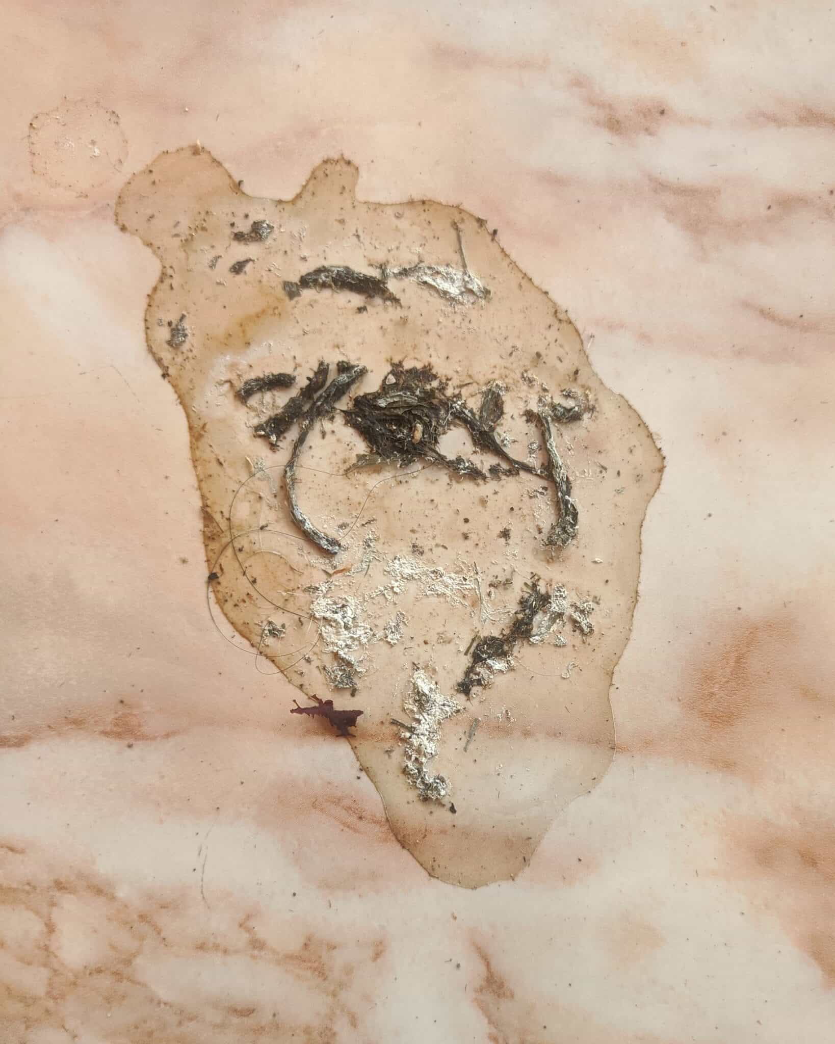 Chicken Poop Guide: Is Your Chicken's Poop Normal?