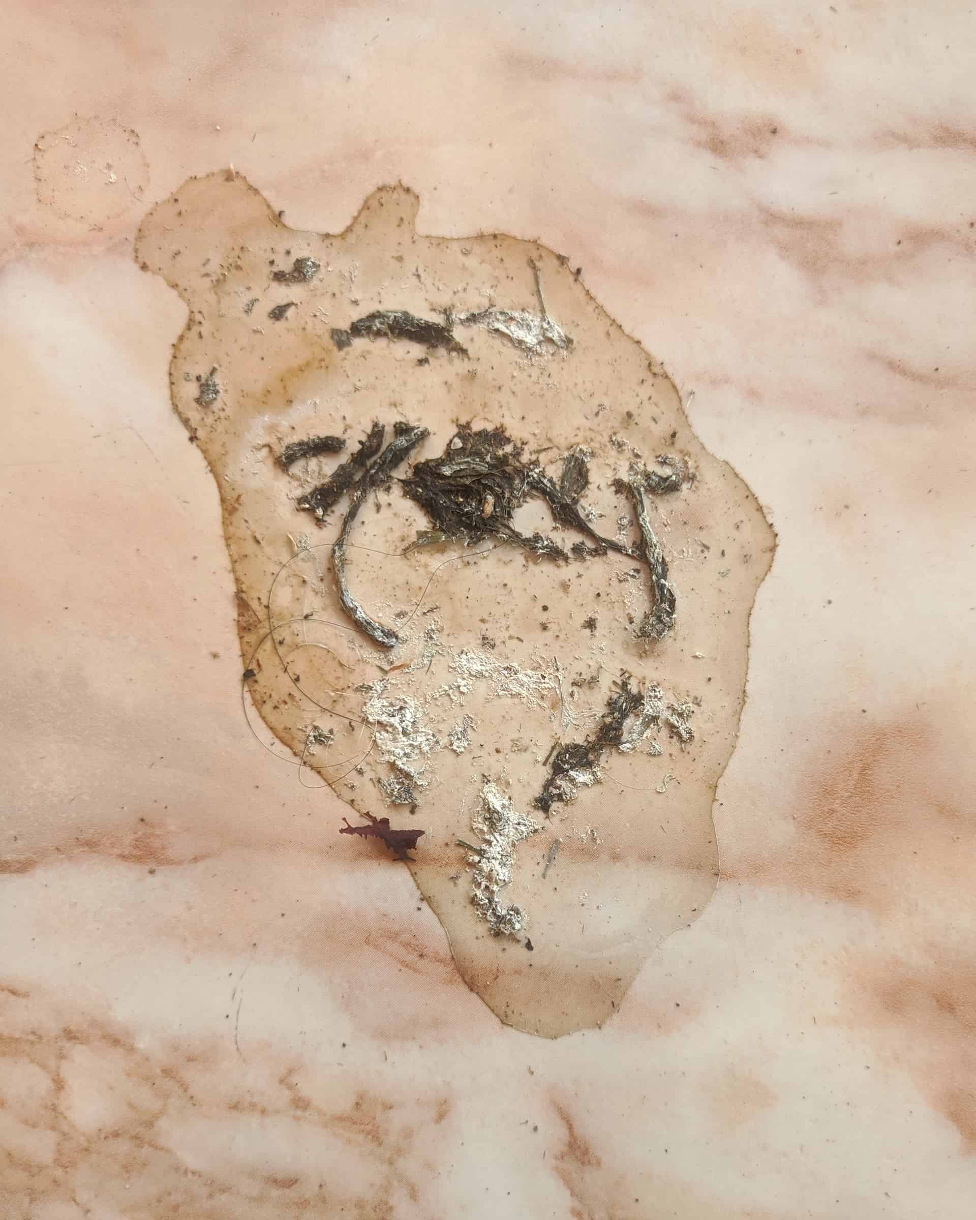 Chicken Poop Guide: Is Your Chicken's Poop Normal?